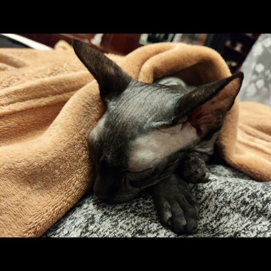 Кошка Сфинкс в добрые руки