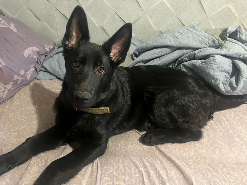 Щенок овчарки, вакцинированыый