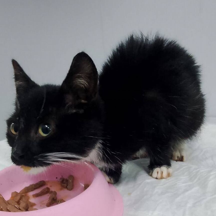 Котёнок в добрые руки