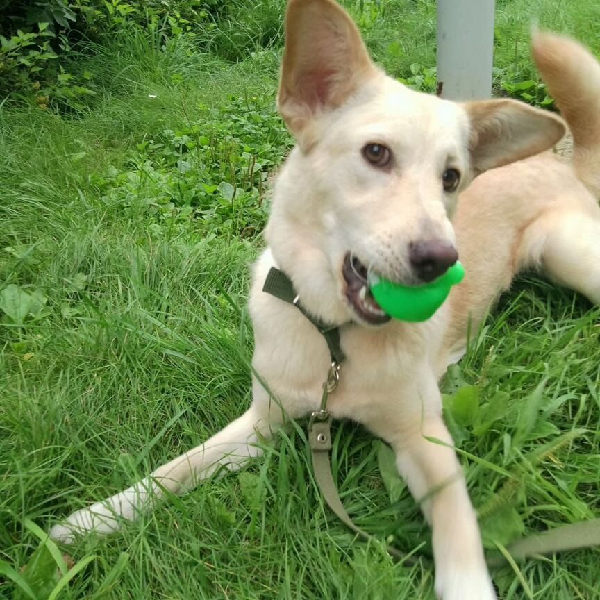 Собака в добрые руки