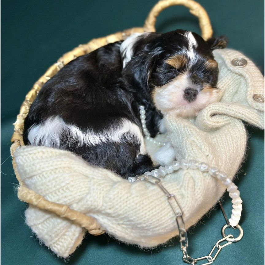 Кавалер кинг-чарльз-спаниель, щенок