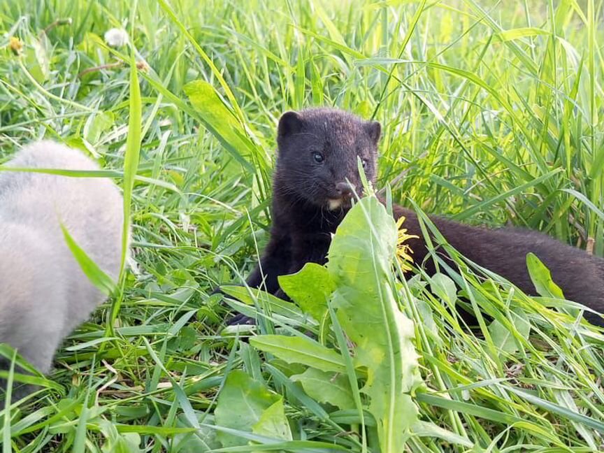 Норка, хорьки, чернобурка,соболь, белка