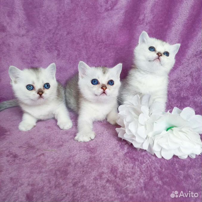 Роскошные шотландские котята