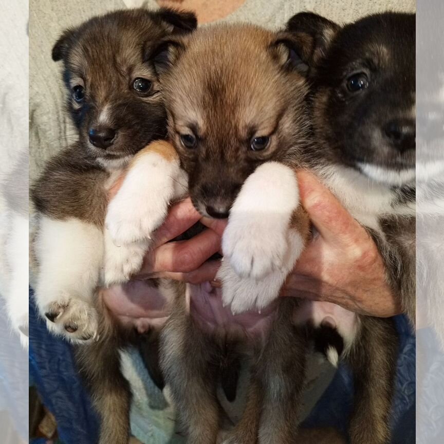 Щенок в добрые руки