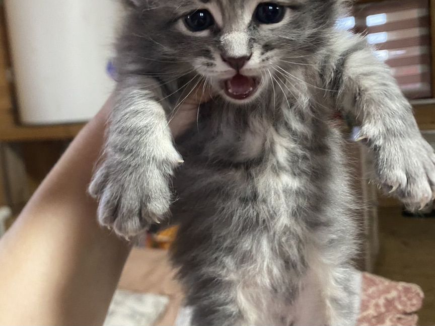 Котята мейн-кун