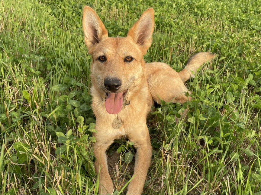 Собака в добрые руки