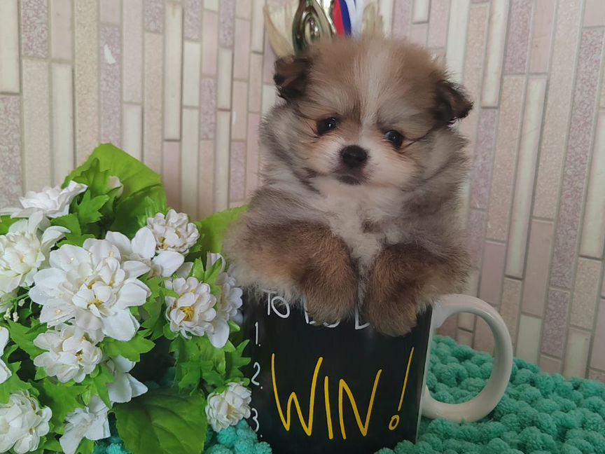 Померанский шпиц мини с документами, чип