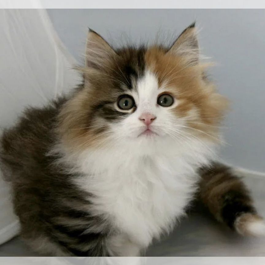 Шикарные девочки сибирской породы