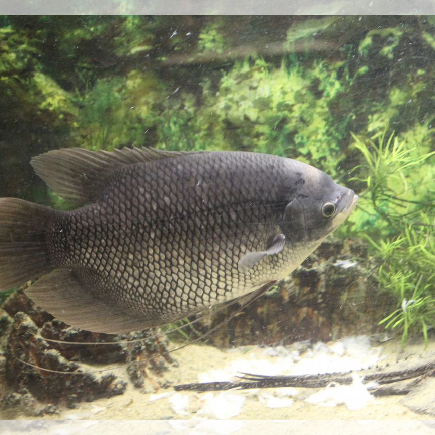 Гигантский гурами