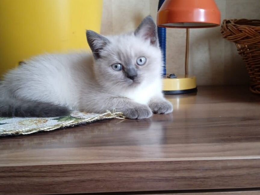 Британский котенок колор-поинт девочка