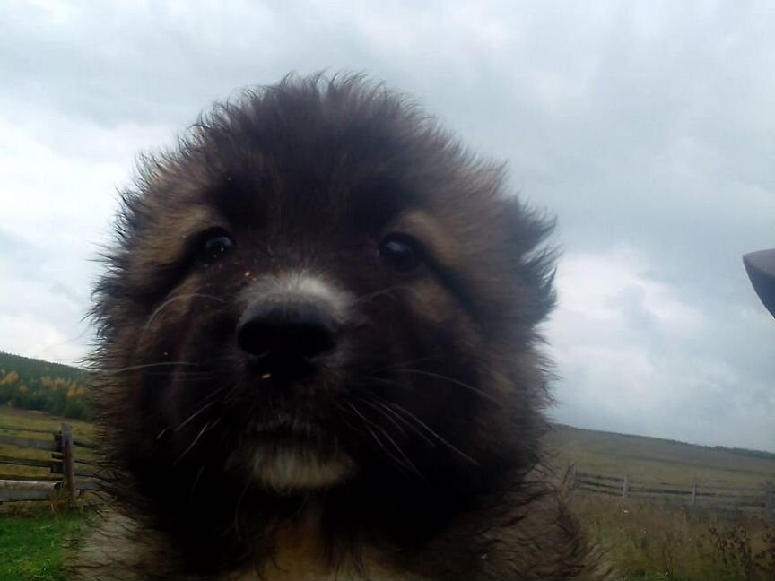 Кутята кавказской овчарки. Крупные щенки