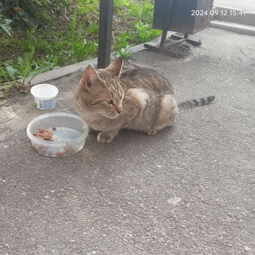 Молодой котик ищет дом