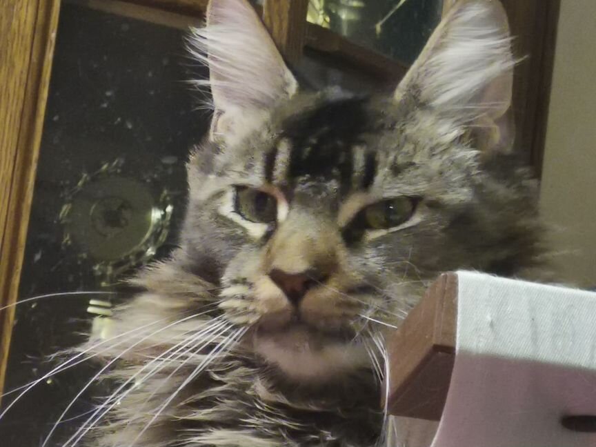 Мейн-кун в добрые руки