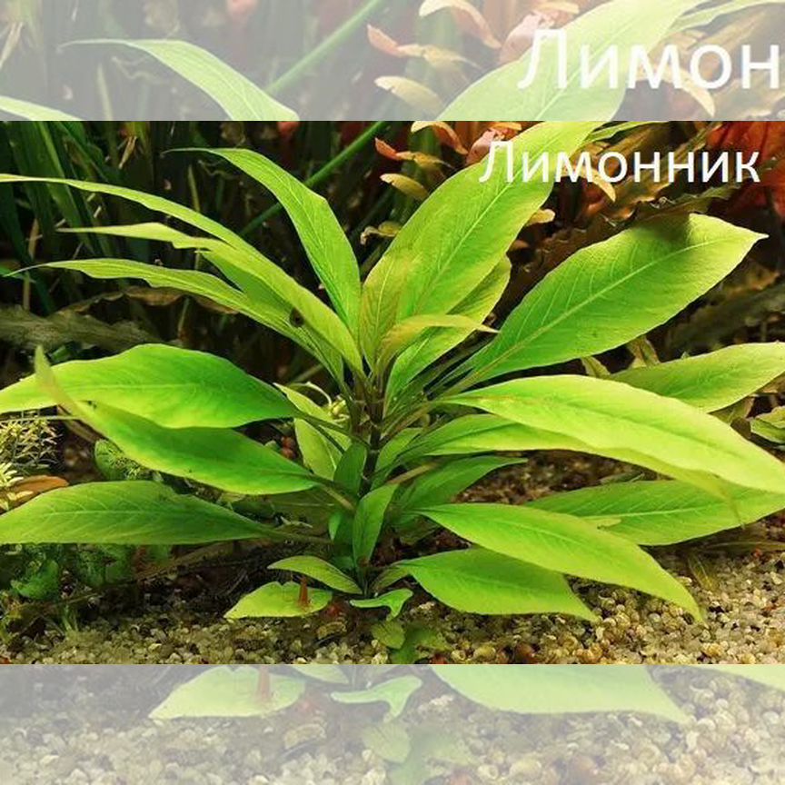 Лимонник аквариумное растение