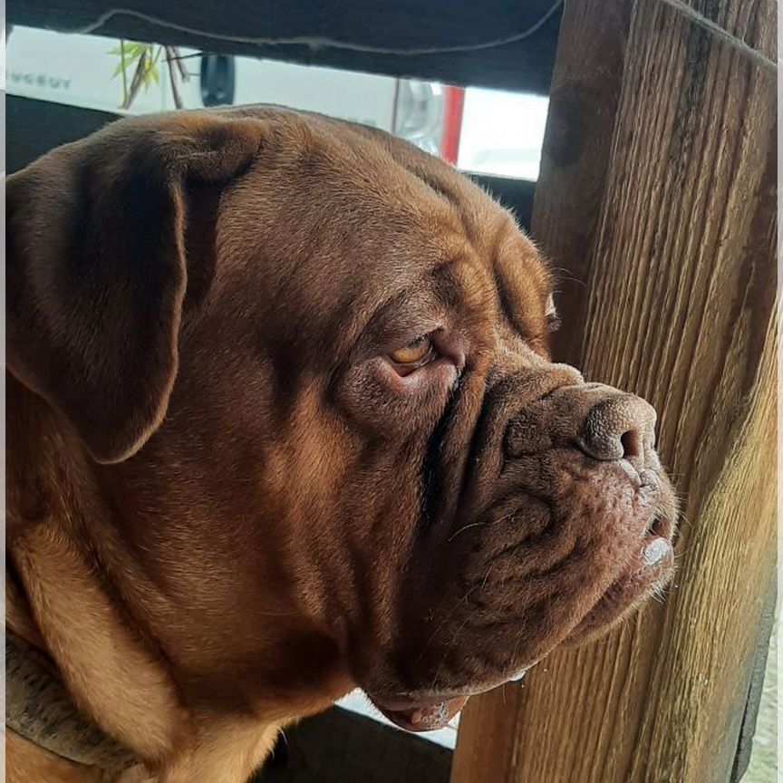 Бордоский дог