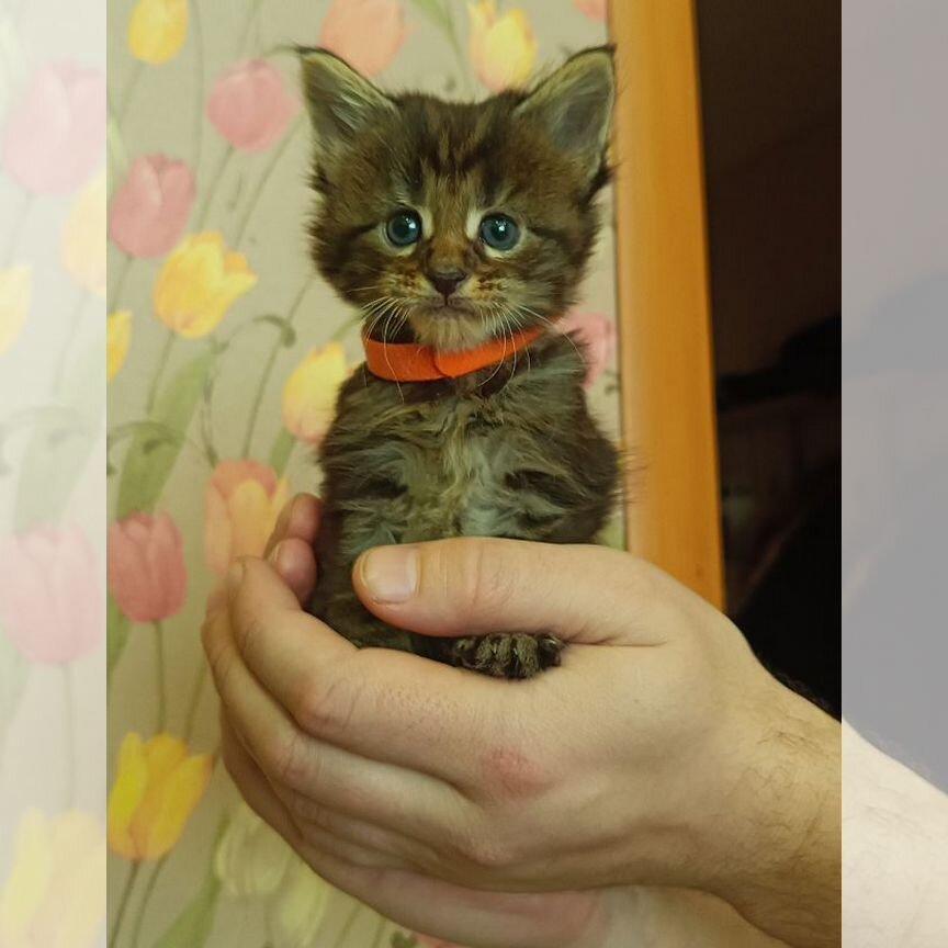 Котята мейн-кун