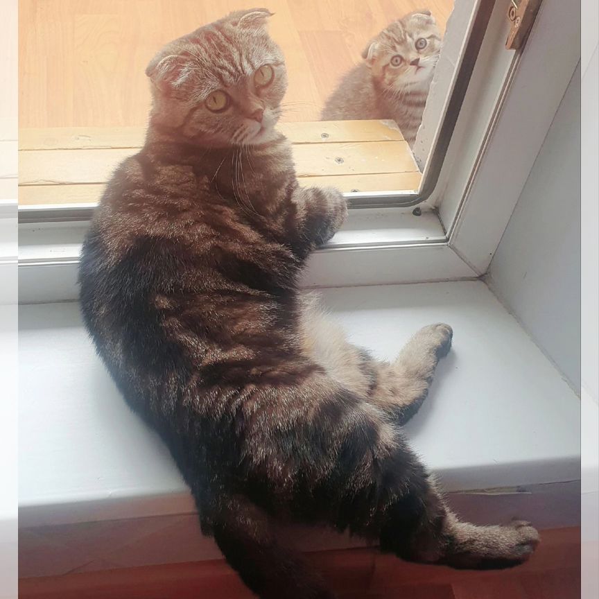 Шотландская кошечка