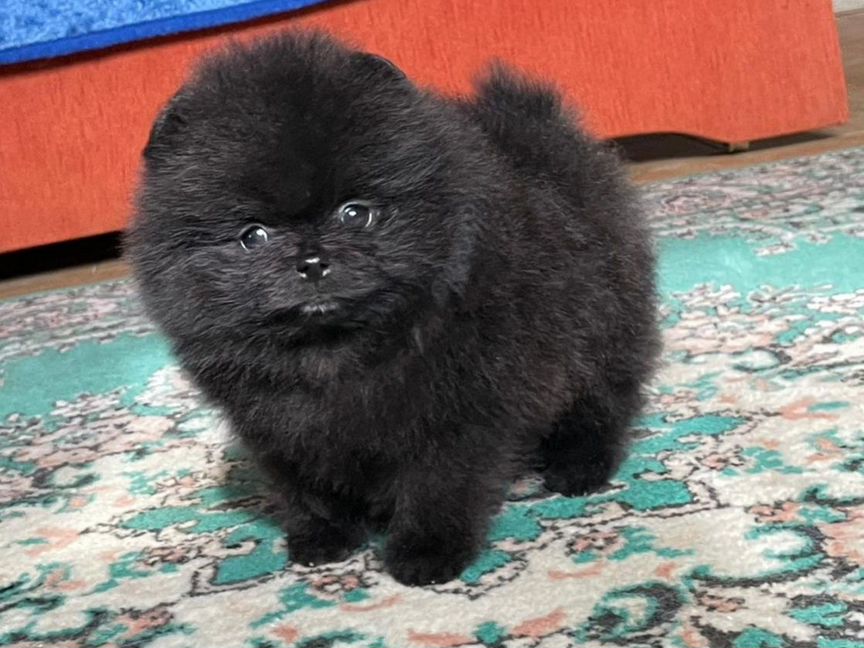 Померанский шпиц мальчик красавчик