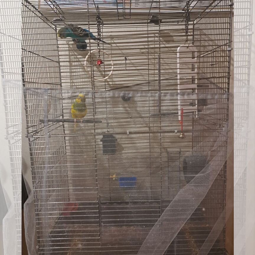 Волнистый попугай