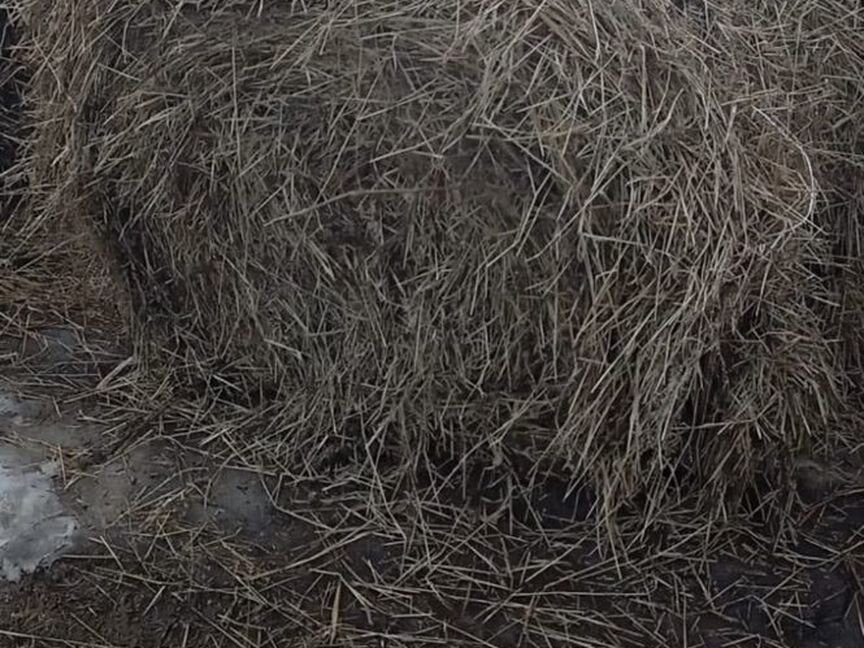 Солома в рулонах