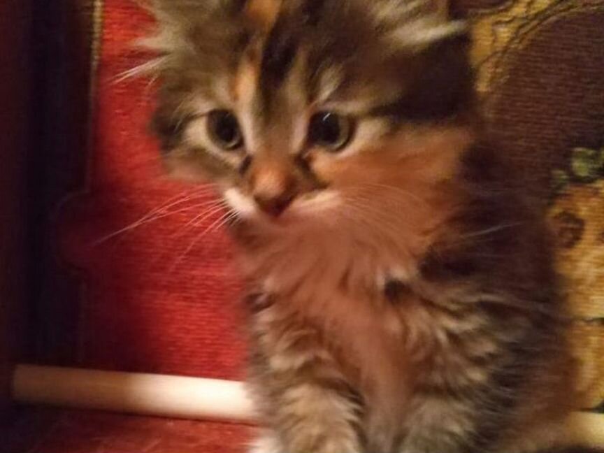 Маленькие пушистые котята 2 мес.в дар