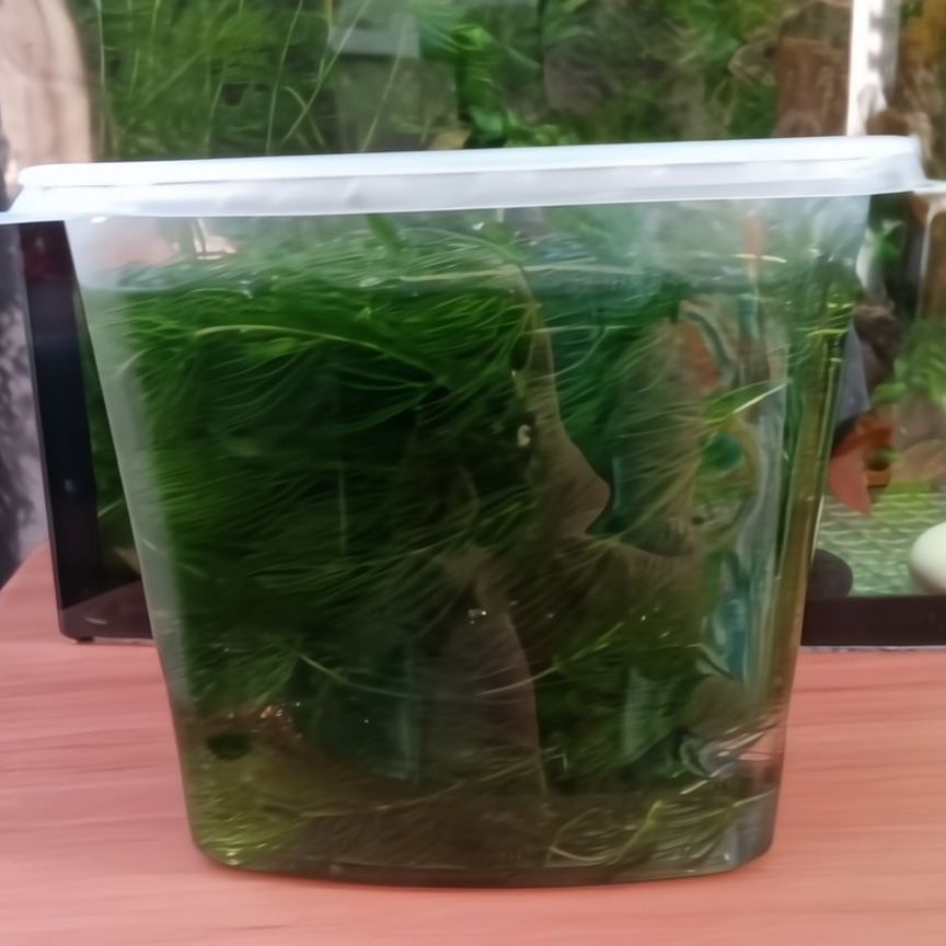 Аквариумные растения