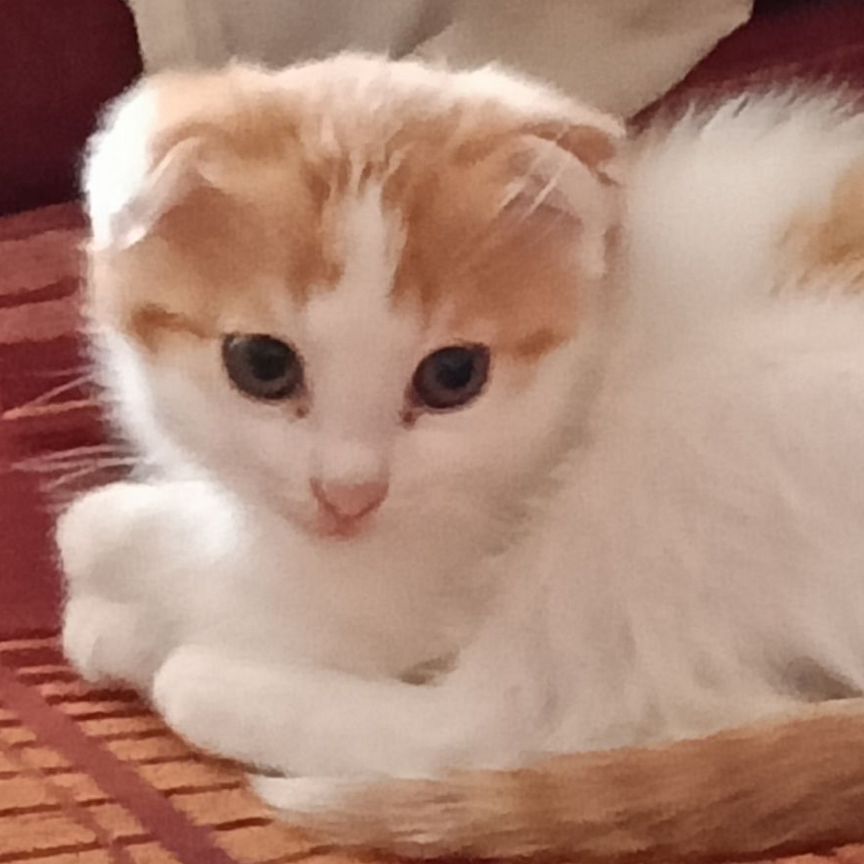 Шотландский вислоухий короткошёрстный котёнок