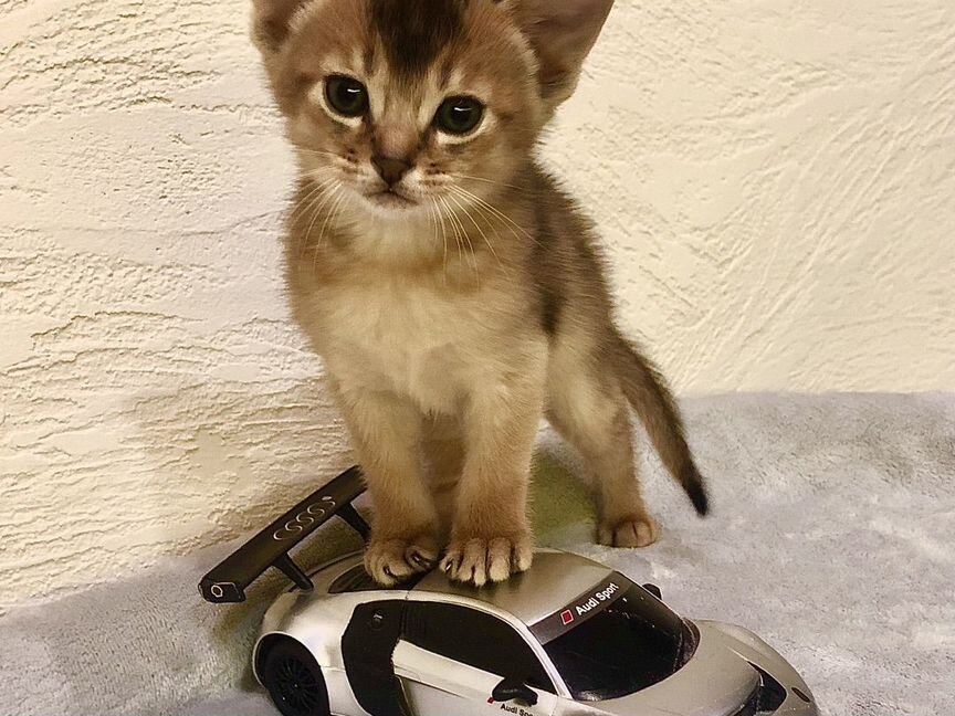 Абиссинские котята
