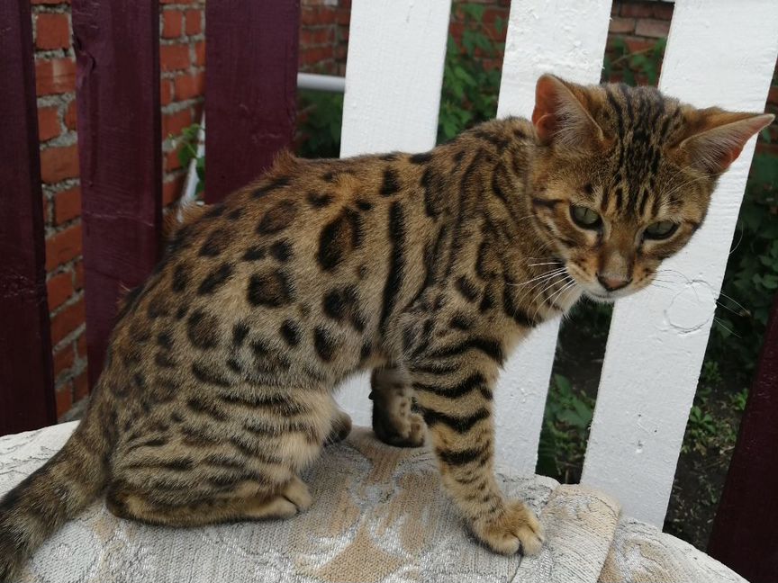 Бенгальская кошка