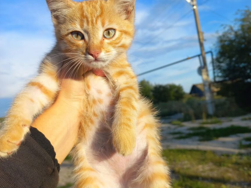 Рыжие котята в добрые руки, мальчики