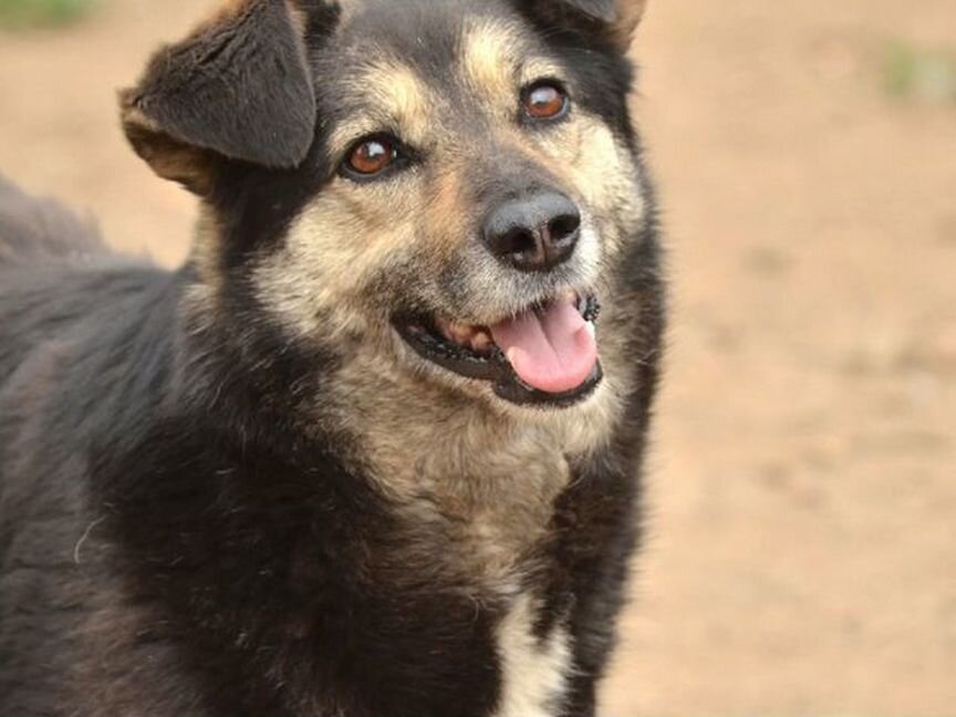 Баффи в хорошие руки