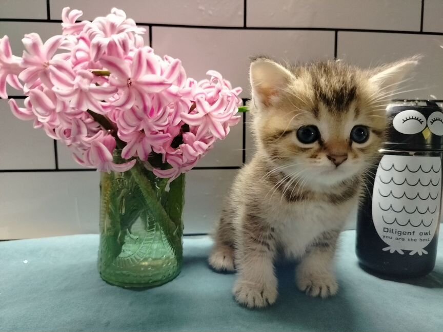 Британские котята