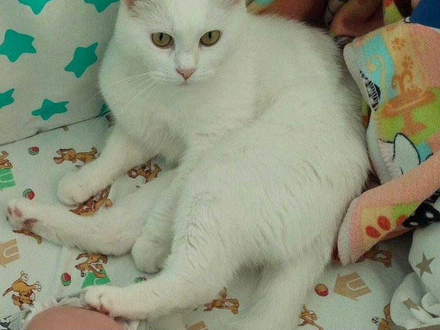 Кот турецкая ангора