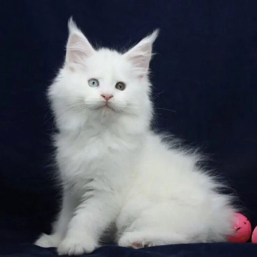 Котята с разными глазами