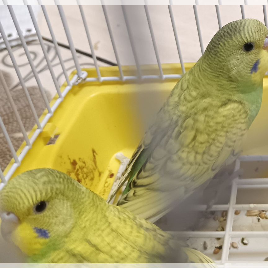 Птенцы волнистого попугайчика мальчики