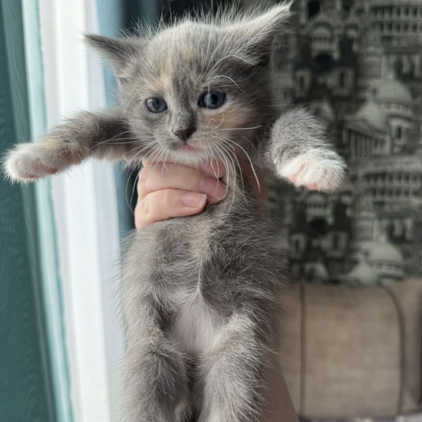 Котёнок в добрые руки