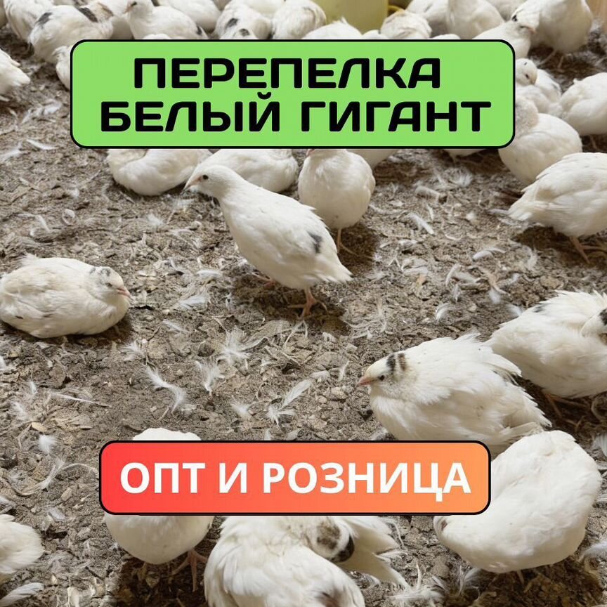 Цыплята перепела опт и розница