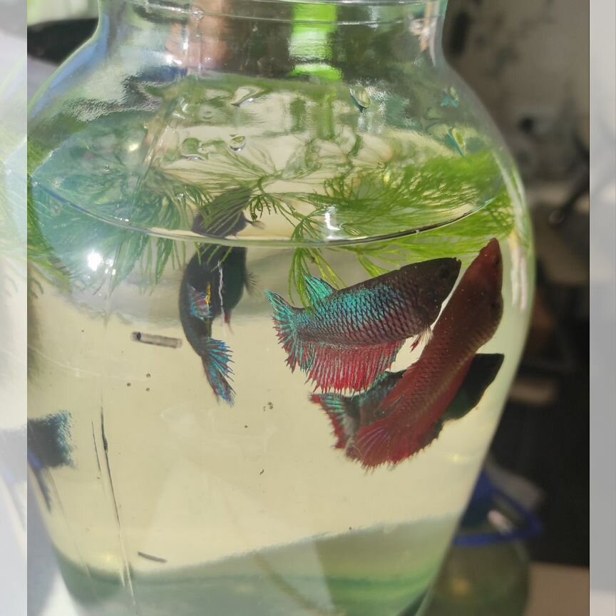 Рыбка петушок самки и самцы бесплатно