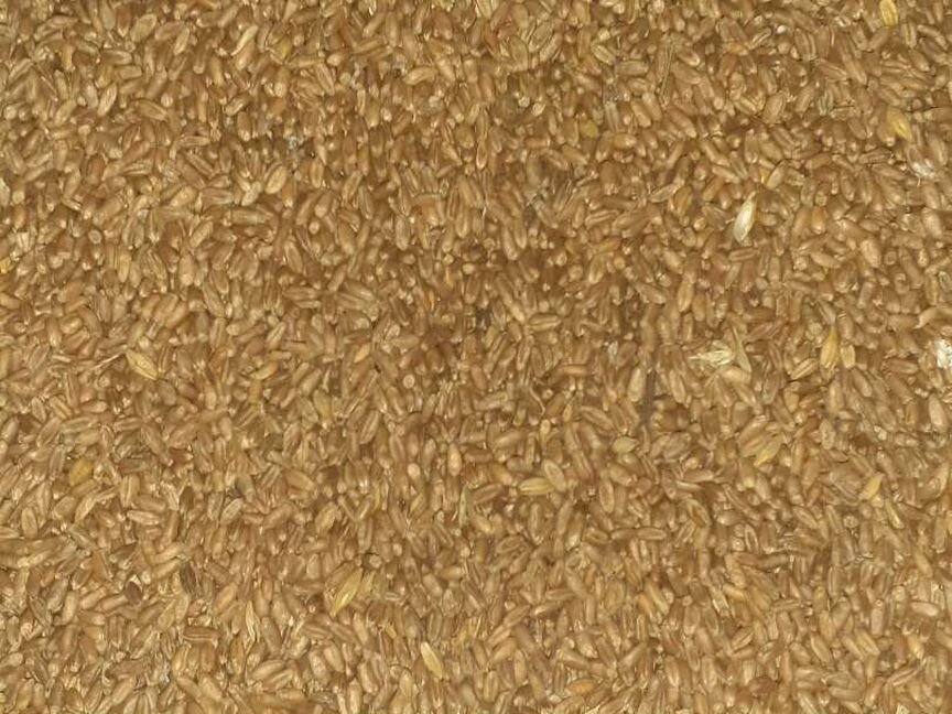 Корма Пшеница, ячмень, дроблёнка