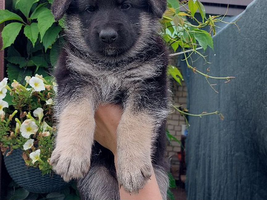 Немецкая овчарка