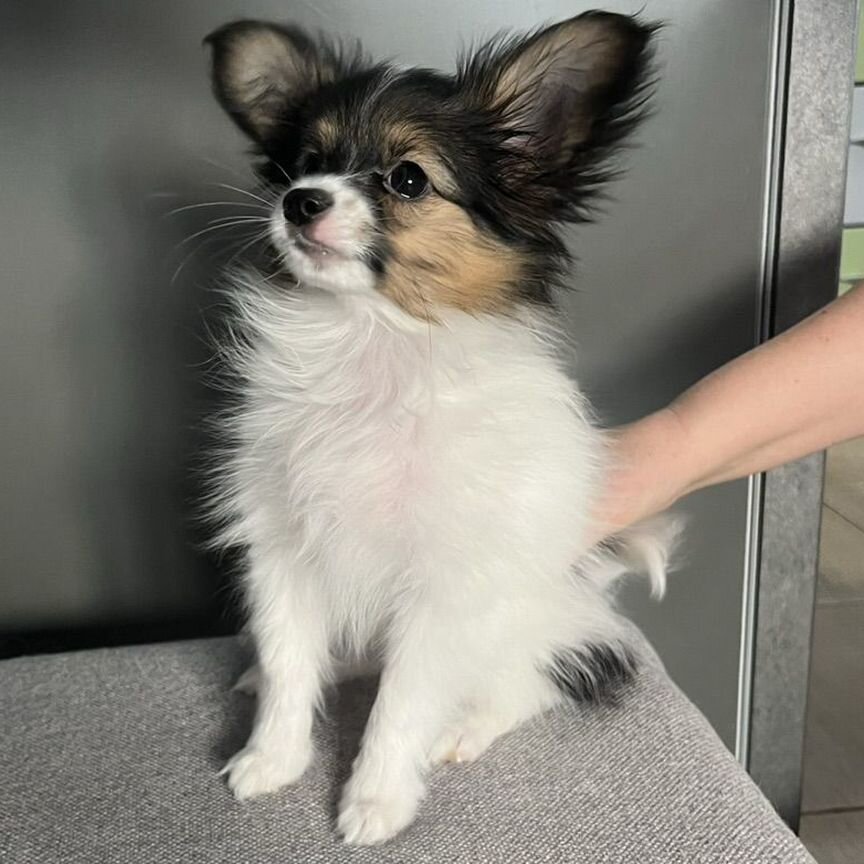 Континентальный той-спаниель папильон, щенок