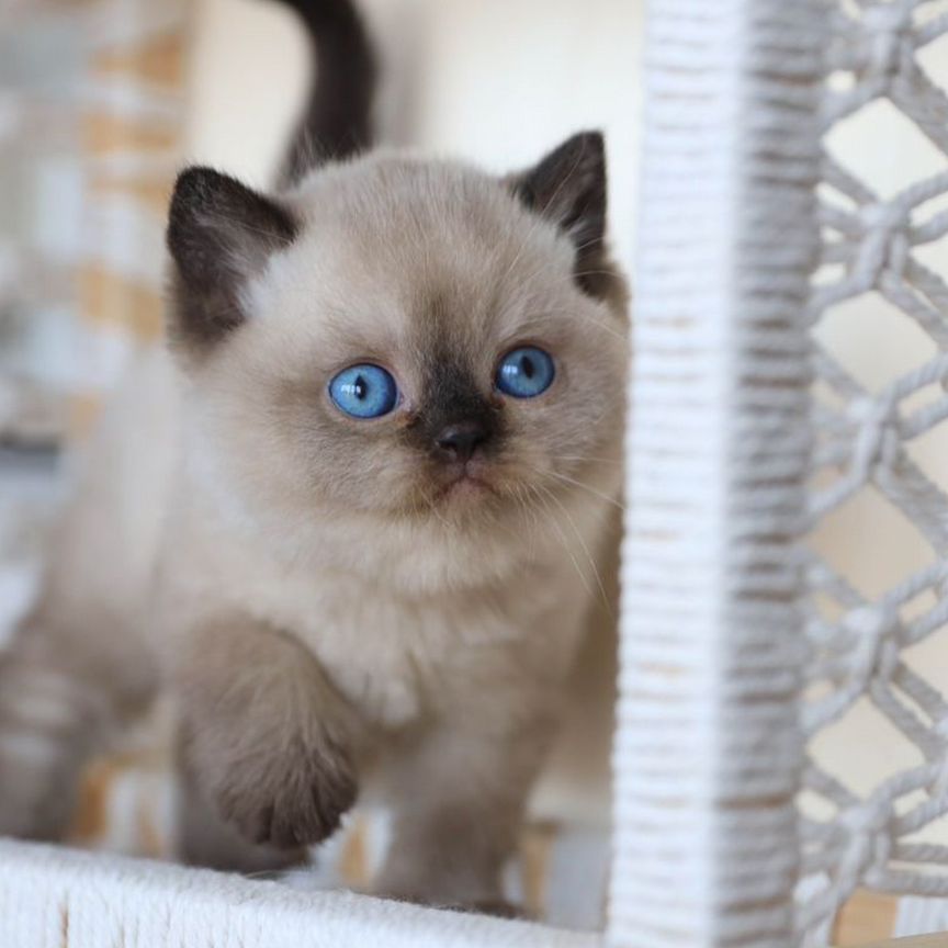 Котенок синеглазый