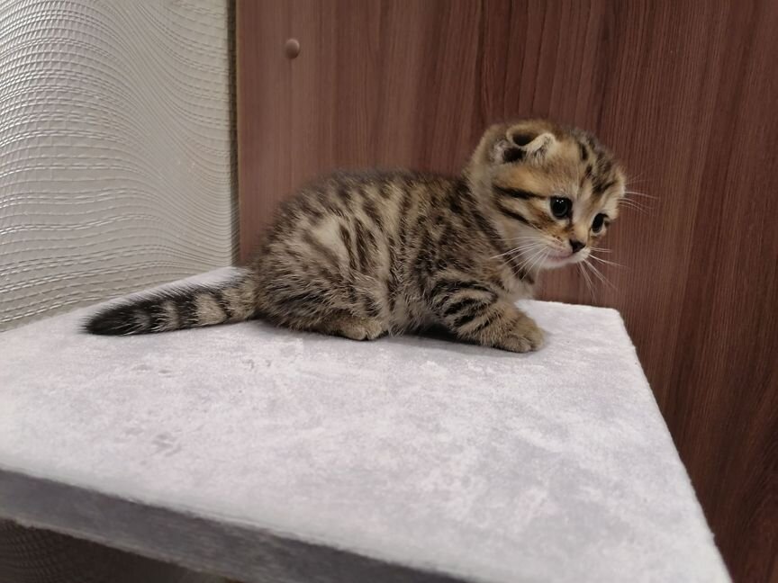 Скоттиш фолд