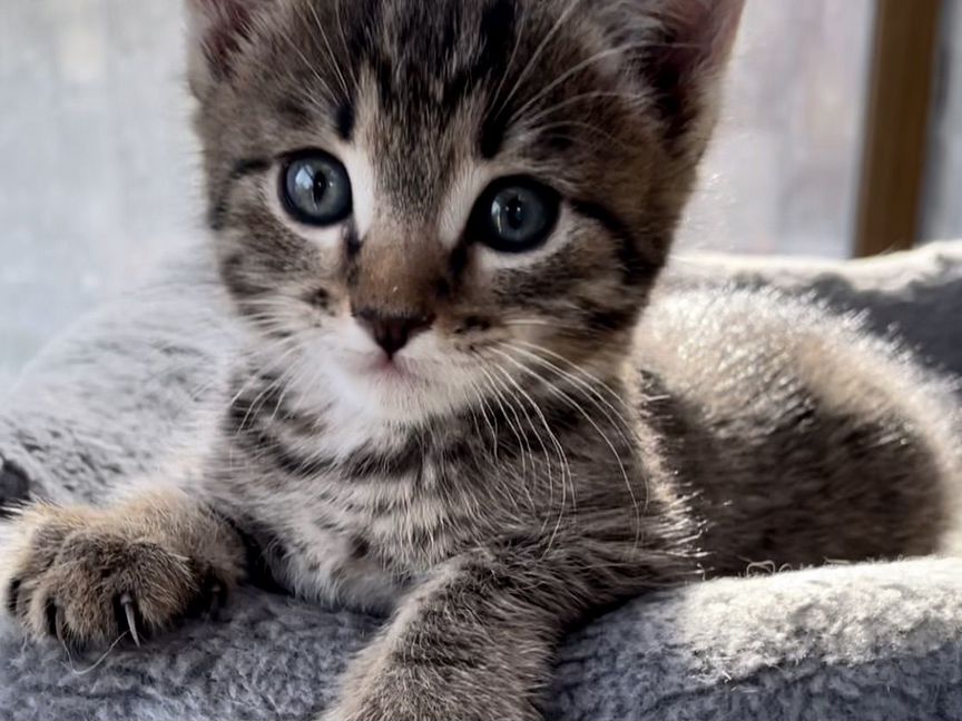 Котята в добрые руки - тигровый окрас