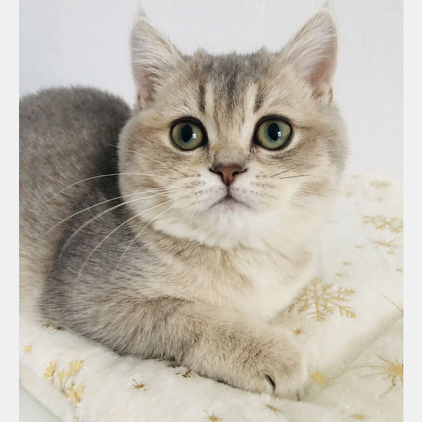 Шотландские котята
