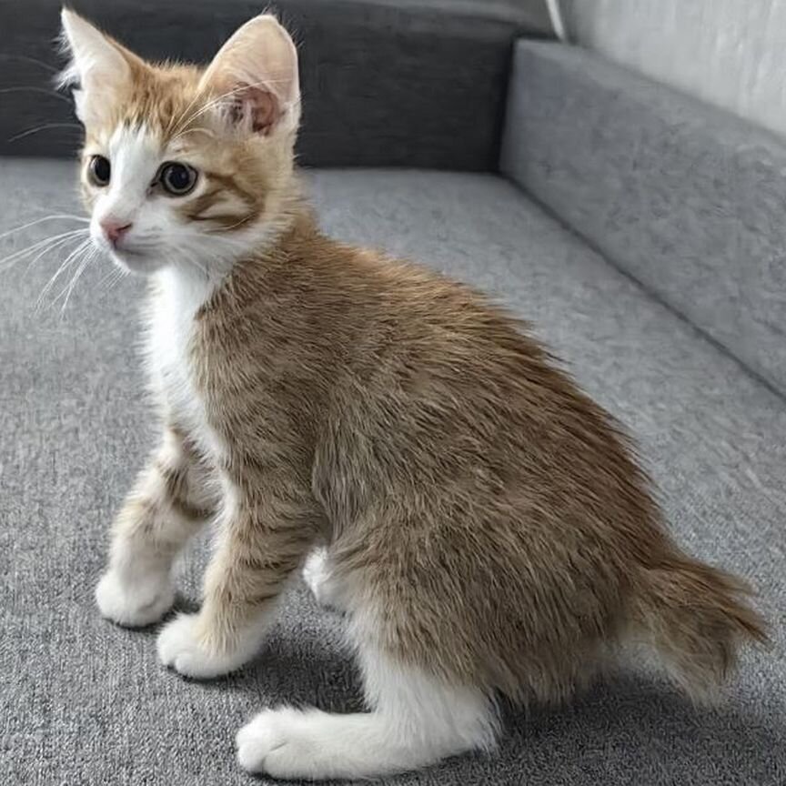 Котенок Курильского бобтейла