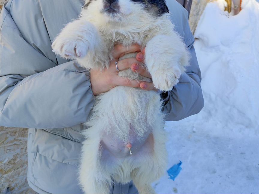 Щенок в добрые руки