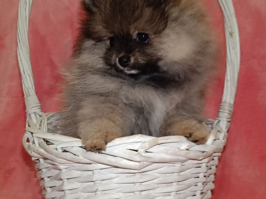 Щенки шпица