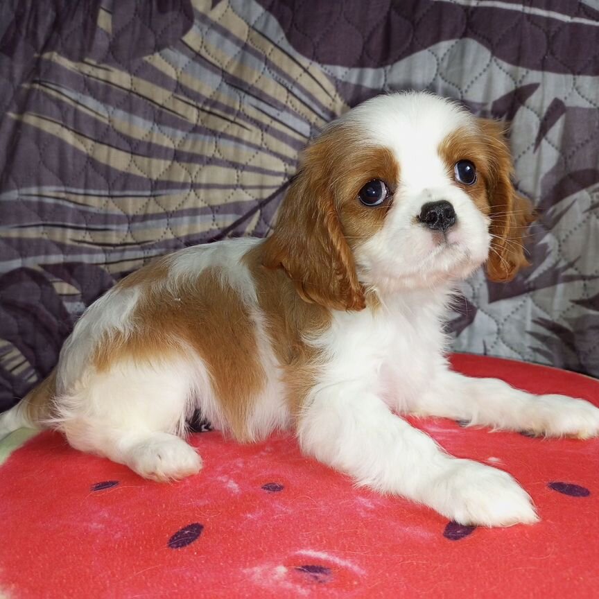 Кавалер Кинг Чарльз Девочка с РКФ