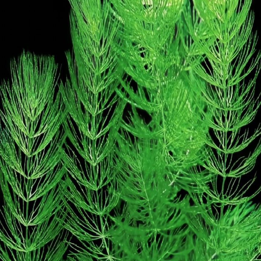 Аквариумные растения